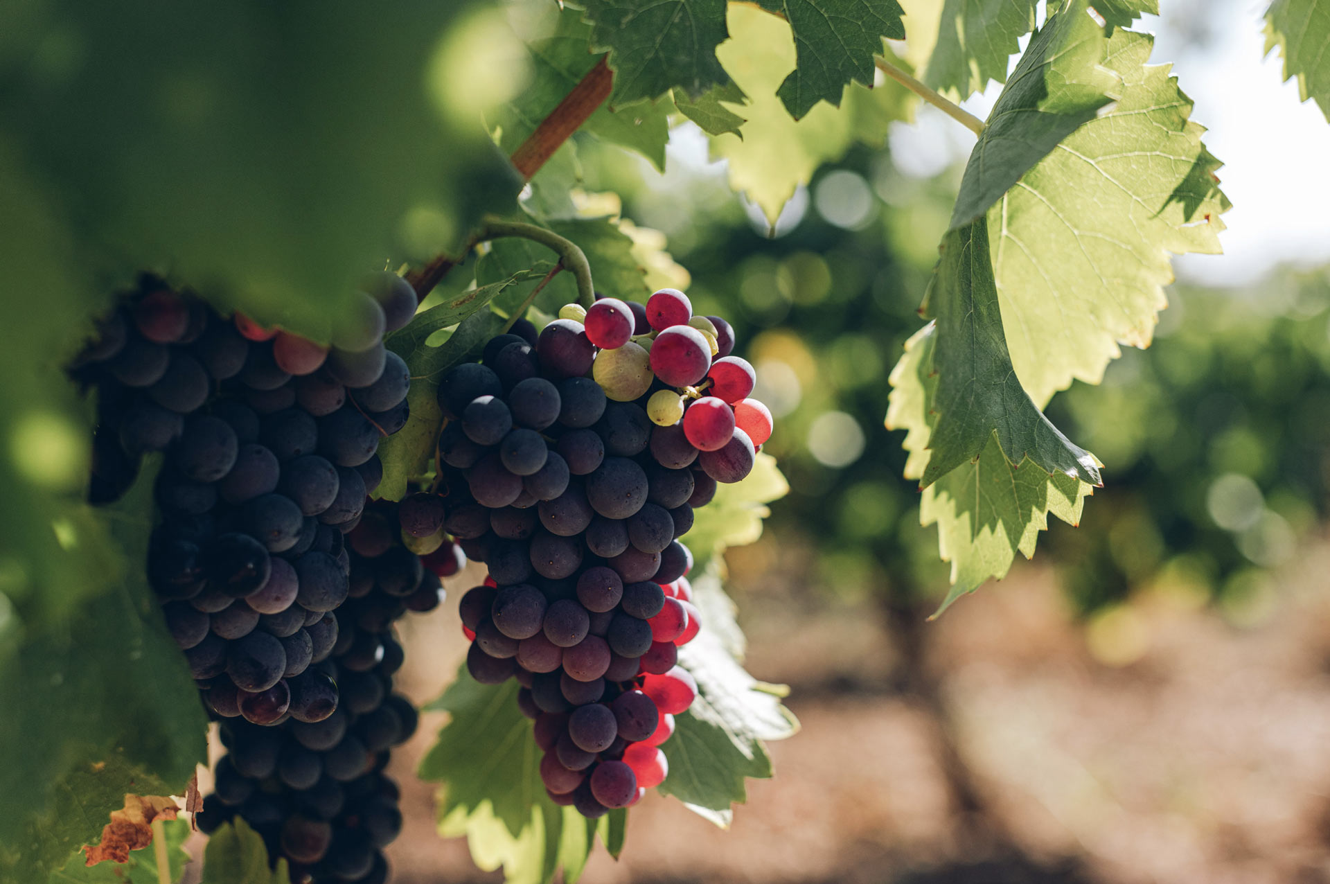 Cellar Door - Mt Bera Vineyards