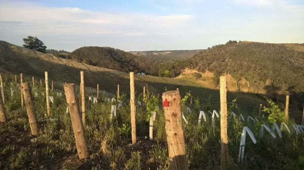 Vineyard Recovery – Post Bushfire - Mt Bera Vineyards